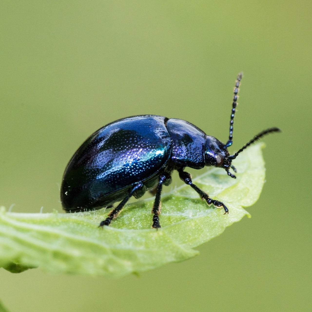 Les 7. Kever | Realisme In Portret