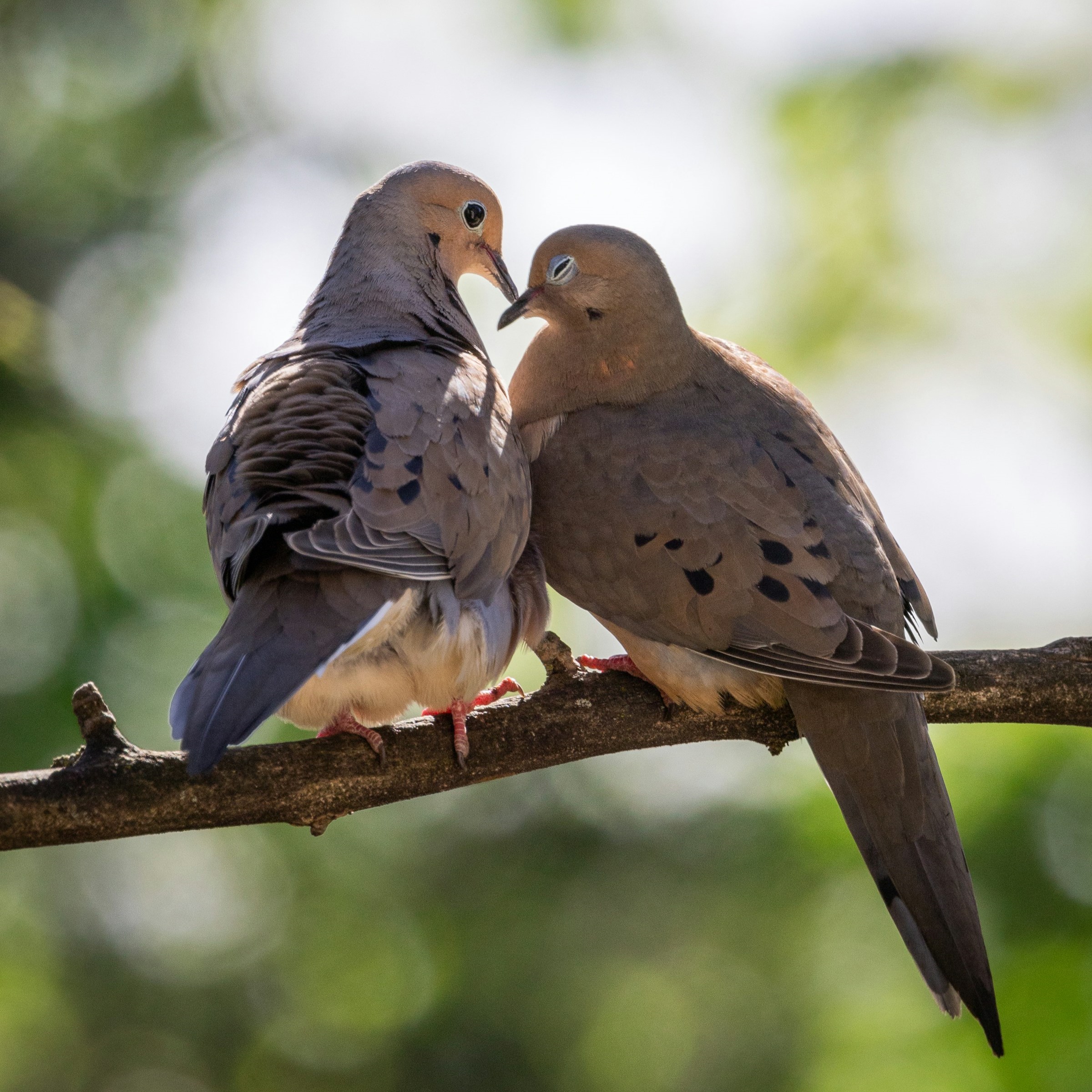 Les 10. Duifjes | Realisme In Portret