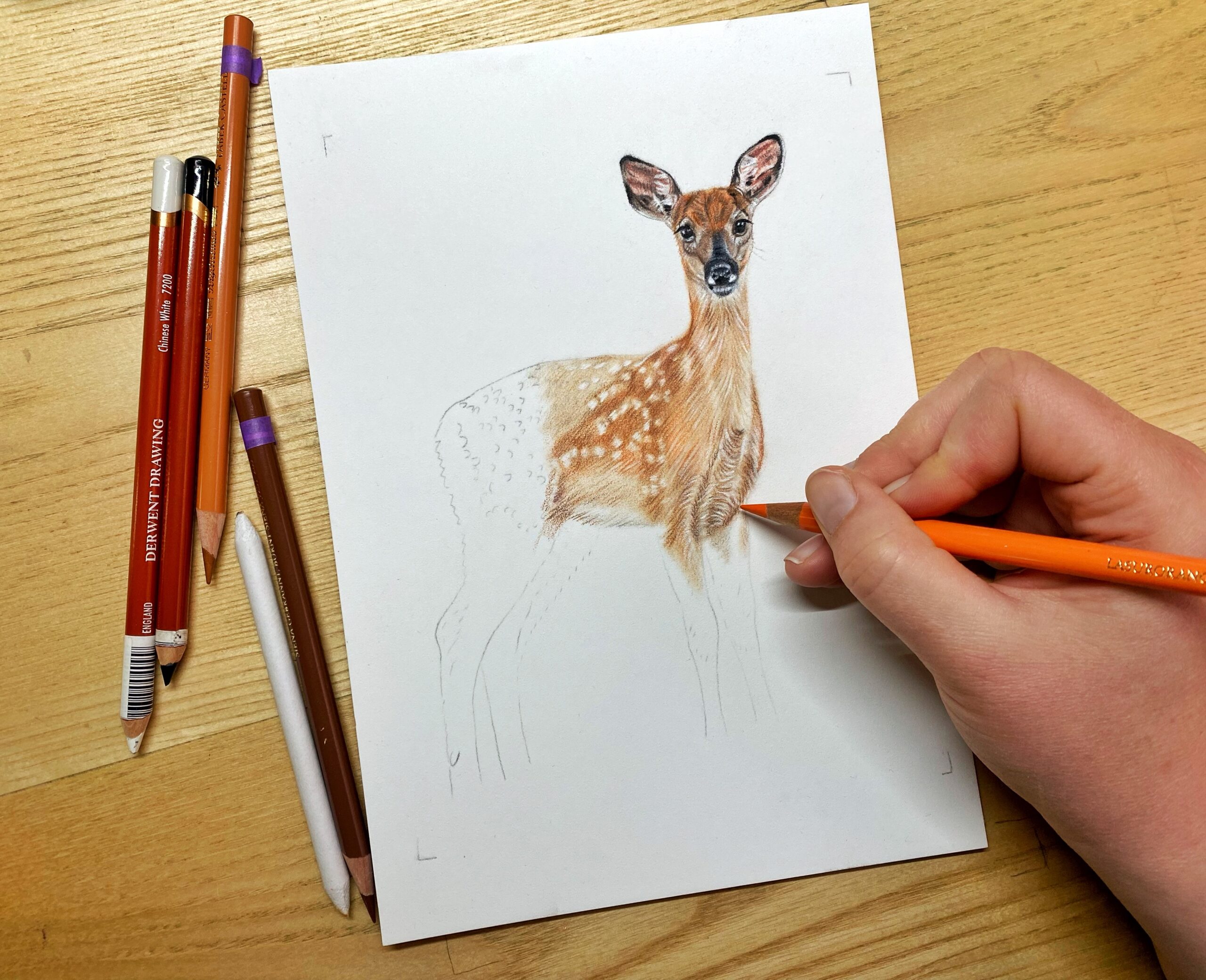 Stap Voor Stap Boekje: Hertje Met Kleurpotloden | Realisme In Portret